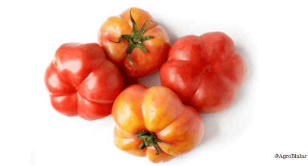 Tomate. Tipos, Clases y Variedades. Mejores Tomates del Mundo. Videos