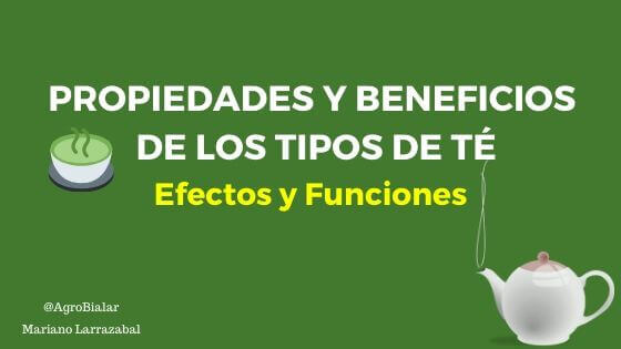 Tipos de Té. Funciones y Propiedades. Variedades y Categorías de tés